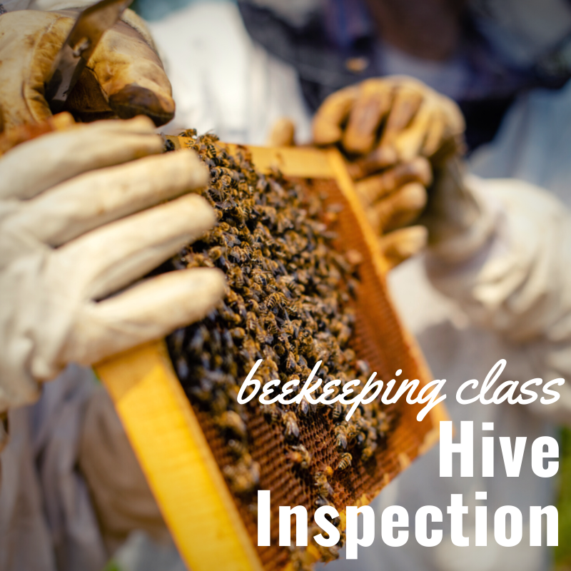 Hands-On Hive Inspection Class AUGUST – Masterson's Garden Center, Inc.